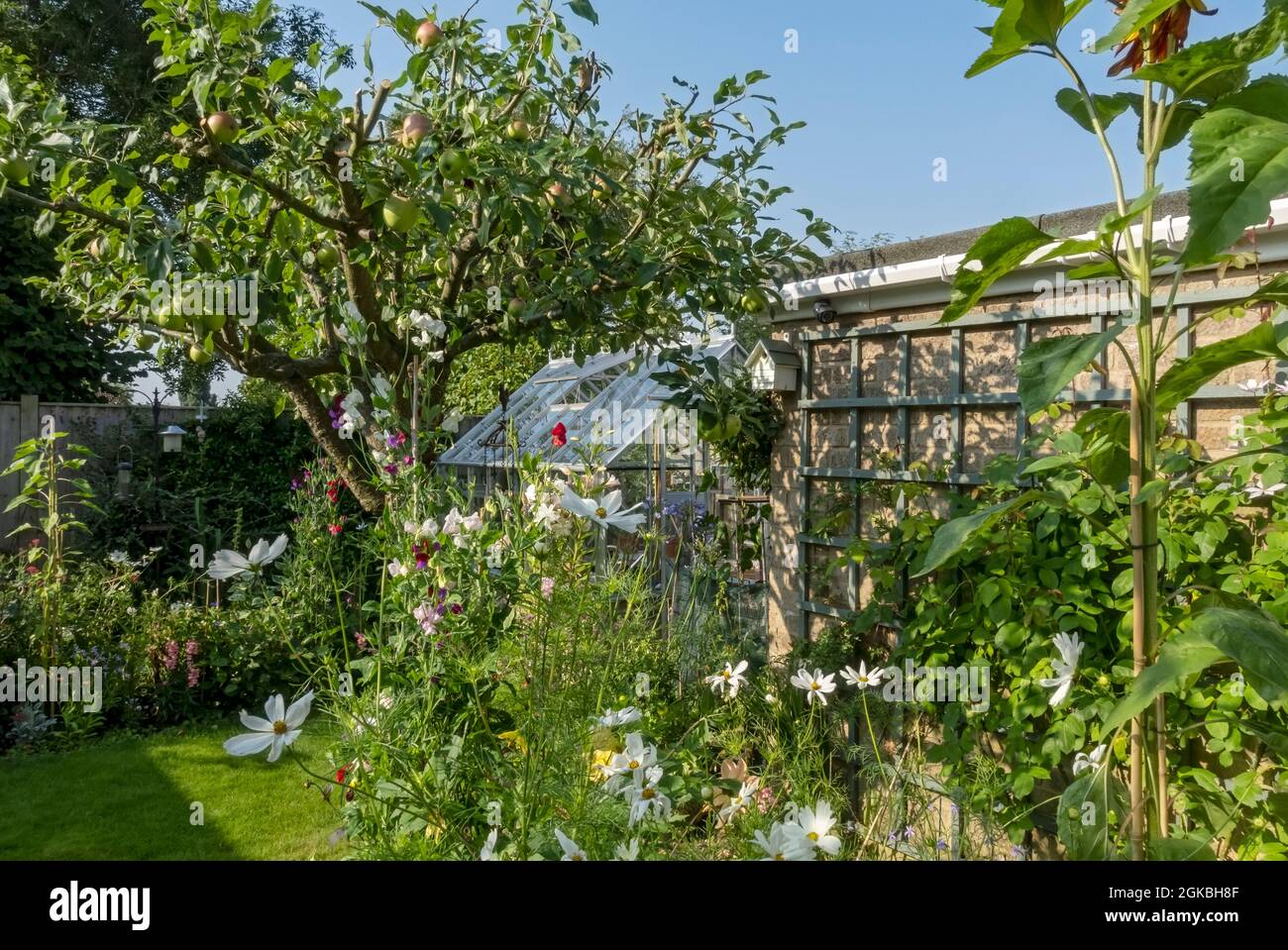 Plants and flowers in an English back garden in summer England UK ...