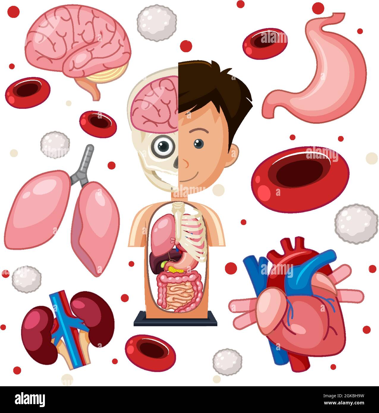 Human parts anatomy objects illustration Stock Vector Image & Art - Alamy