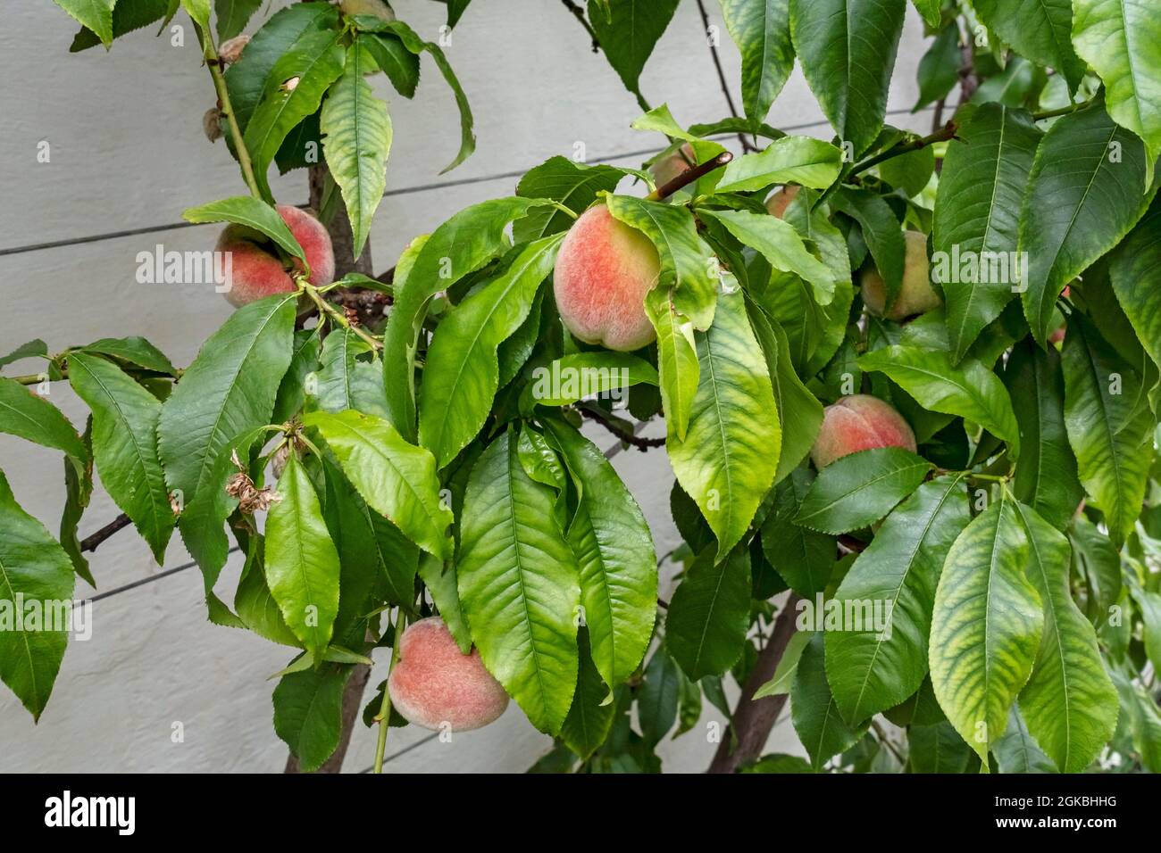 Peach tree hi-res stock photography and images - Alamy