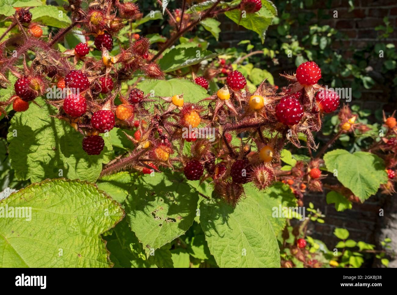 Close up of Japanese Wineberry Wineberries plant asian raspberry in ...