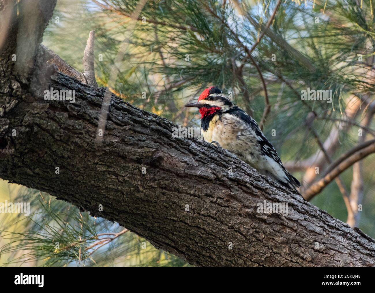 A yellow-bellied sapsucker forages for insects and sap from the bark of ...