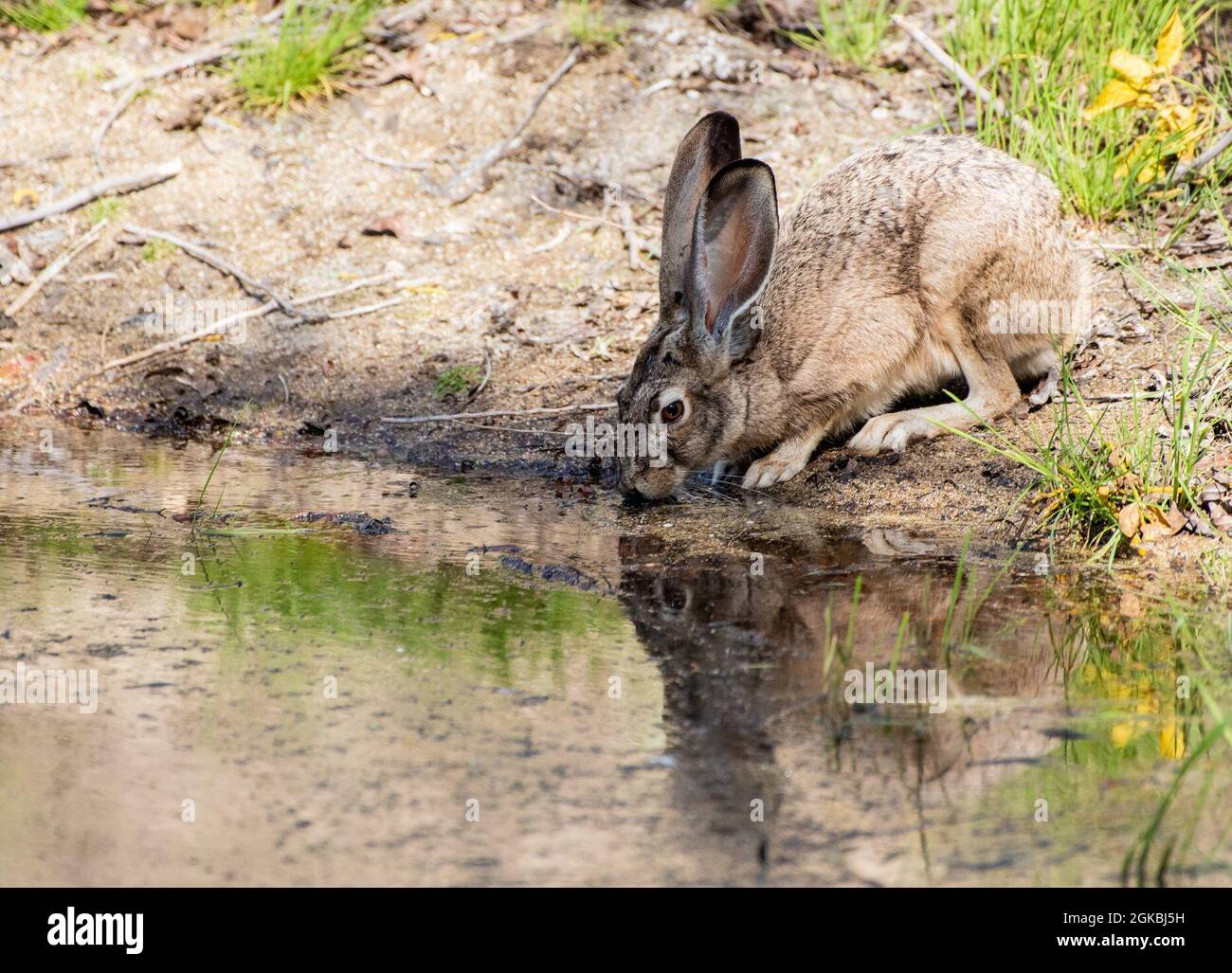 A California jack rabbit, Lepus californicus gray, drinks from a pond ...