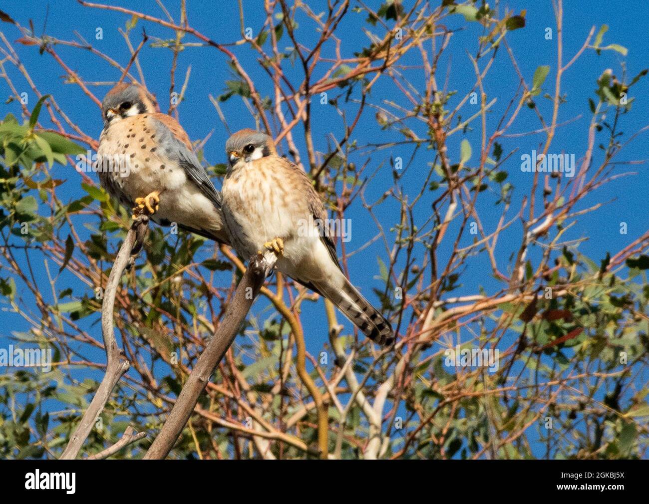 A pair of American kestrels’ perch on a tree branch March 4, 2021, at ...