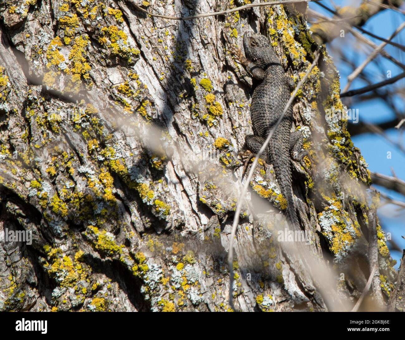 Burrows under rocks hi-res stock photography and images - Alamy