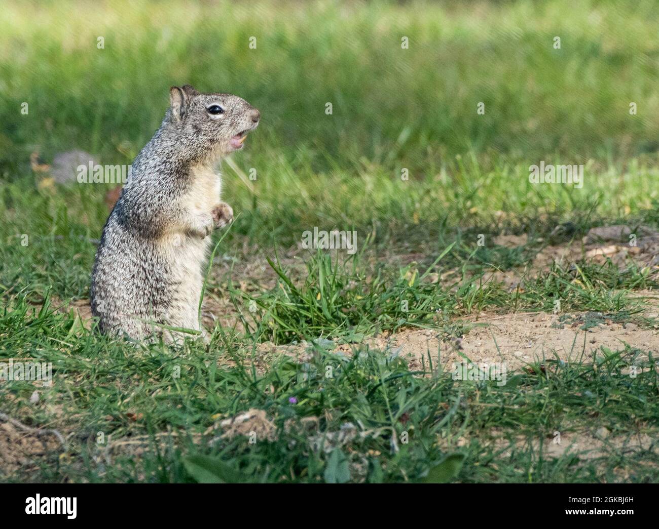 A California ground squirrel squeaks out a high-pitched alarm call ...