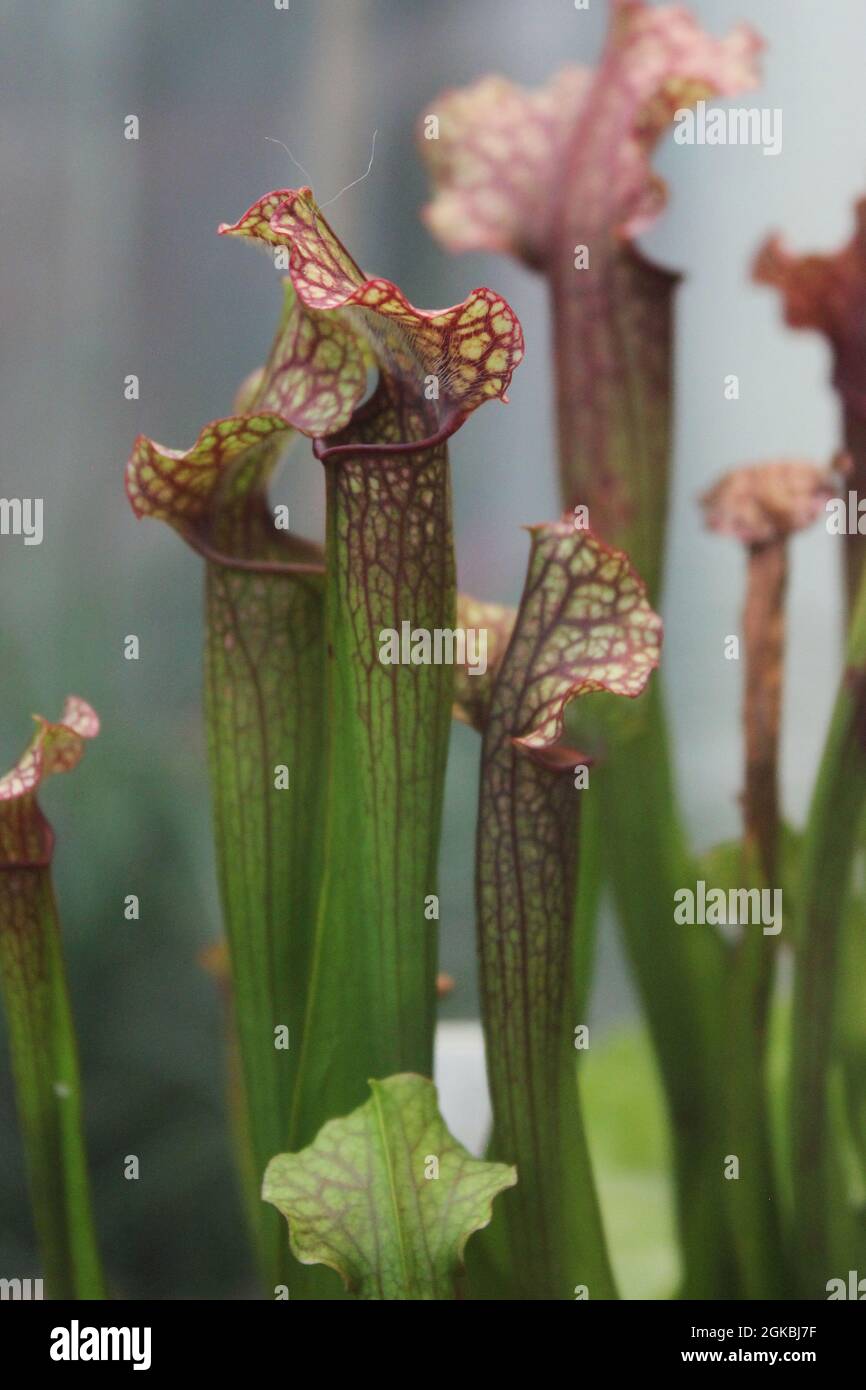 Predator tropical plant growing in the summer meadow Stock Photo - Alamy