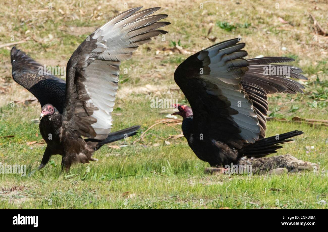 Two turkey vultures fight over food March 4, 2021, at Travis Air Force ...