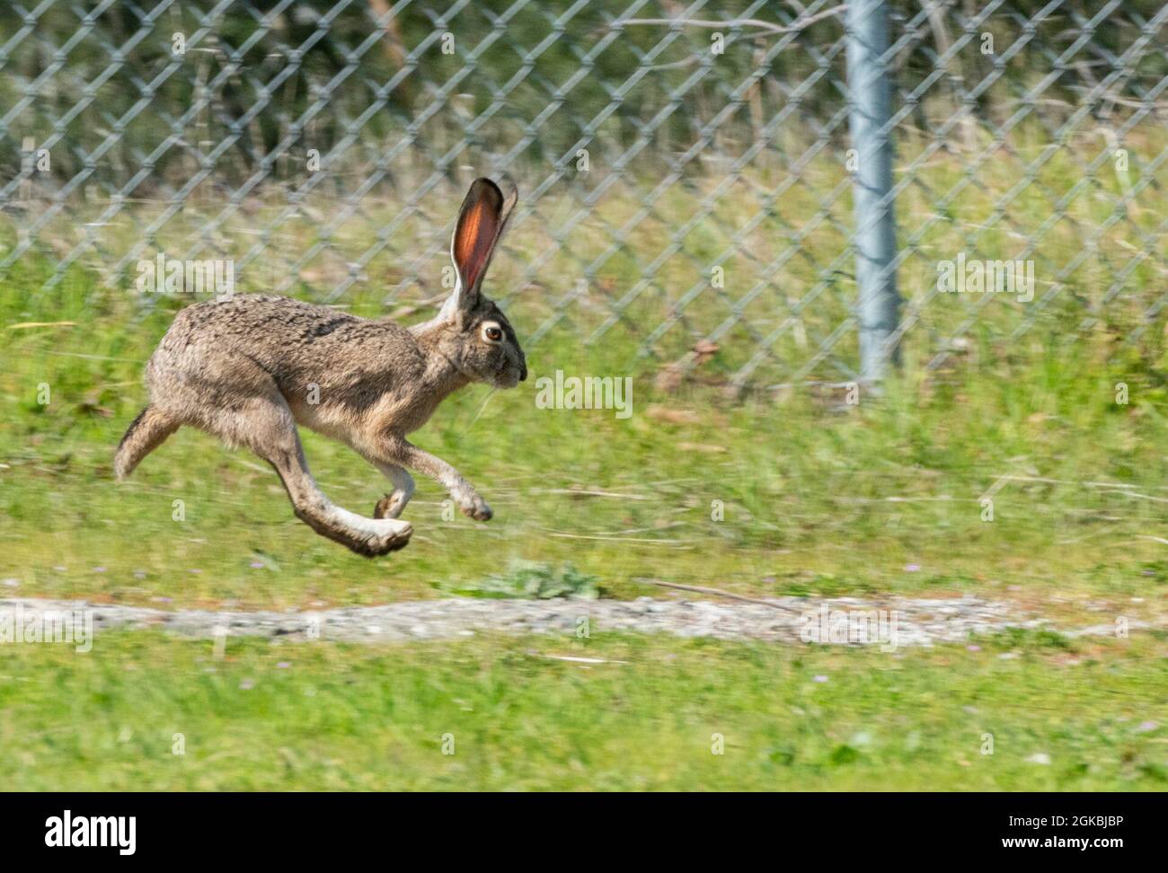A California jack rabbit, lepus californicus gray, runs next to a fence ...