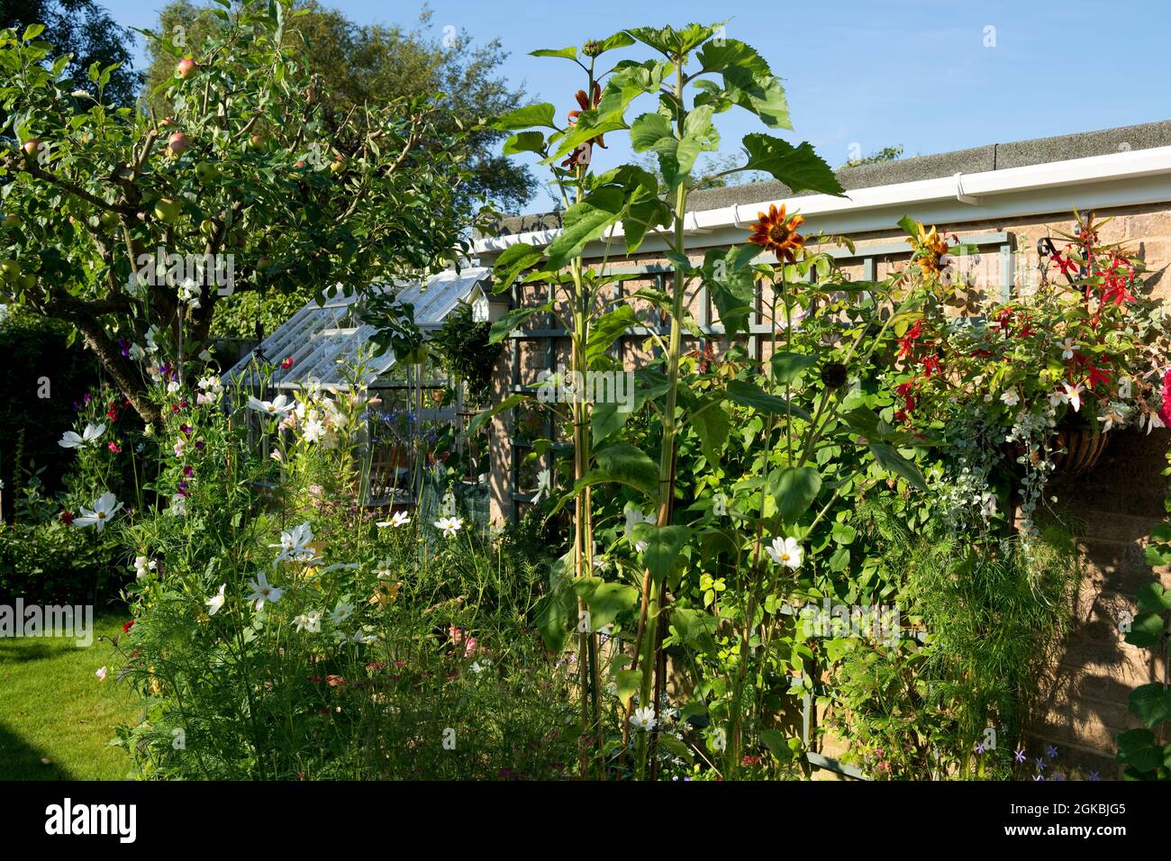 English suburban garden tree hi-res stock photography and images - Alamy