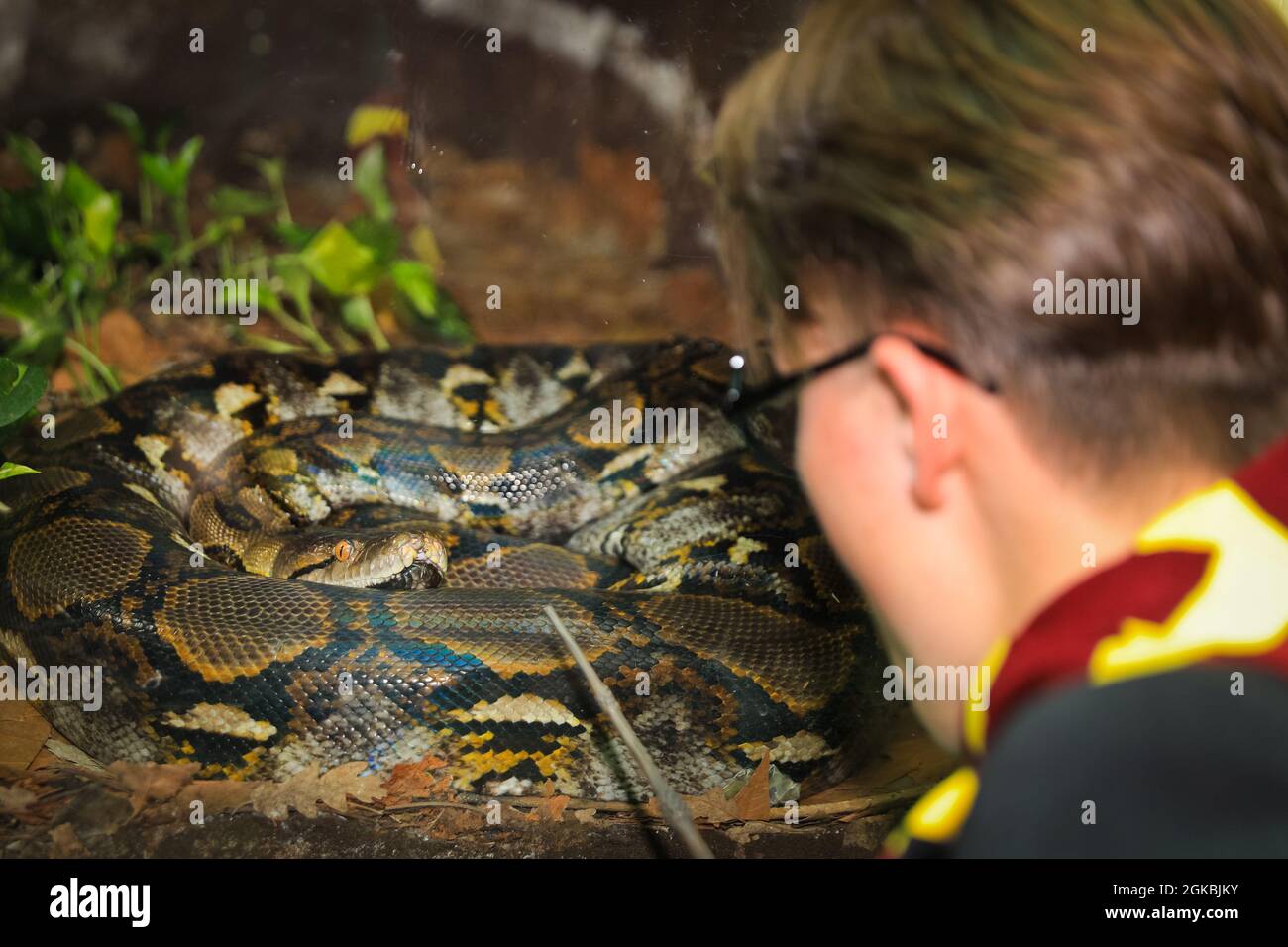 Harry potter philosopher's stone zoo hi-res stock photography and ...