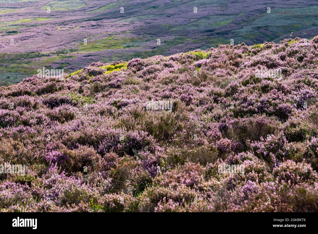 Flowering heather on the hills near Glossop in the High Peak ...