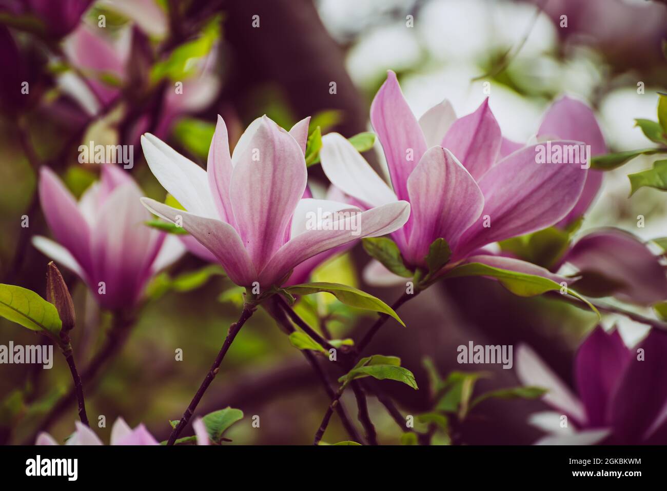 Magnolia spring flowers Stock Photo - Alamy