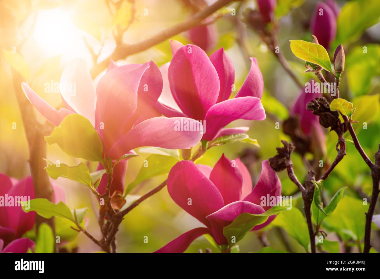Magnolia spring flowers Stock Photo - Alamy