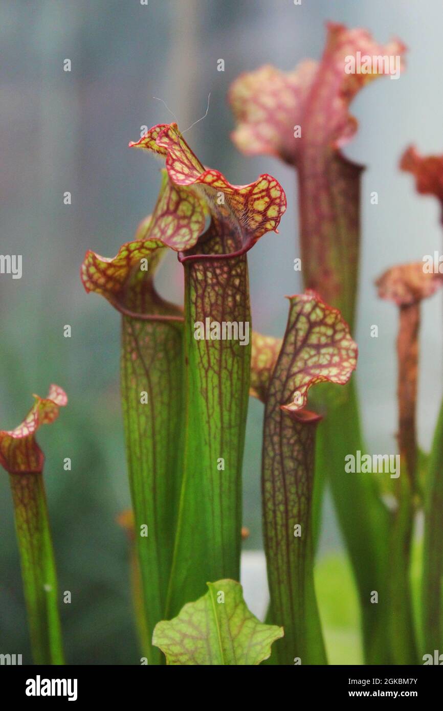 Predator tropical plant growing in the summer meadow Stock Photo - Alamy