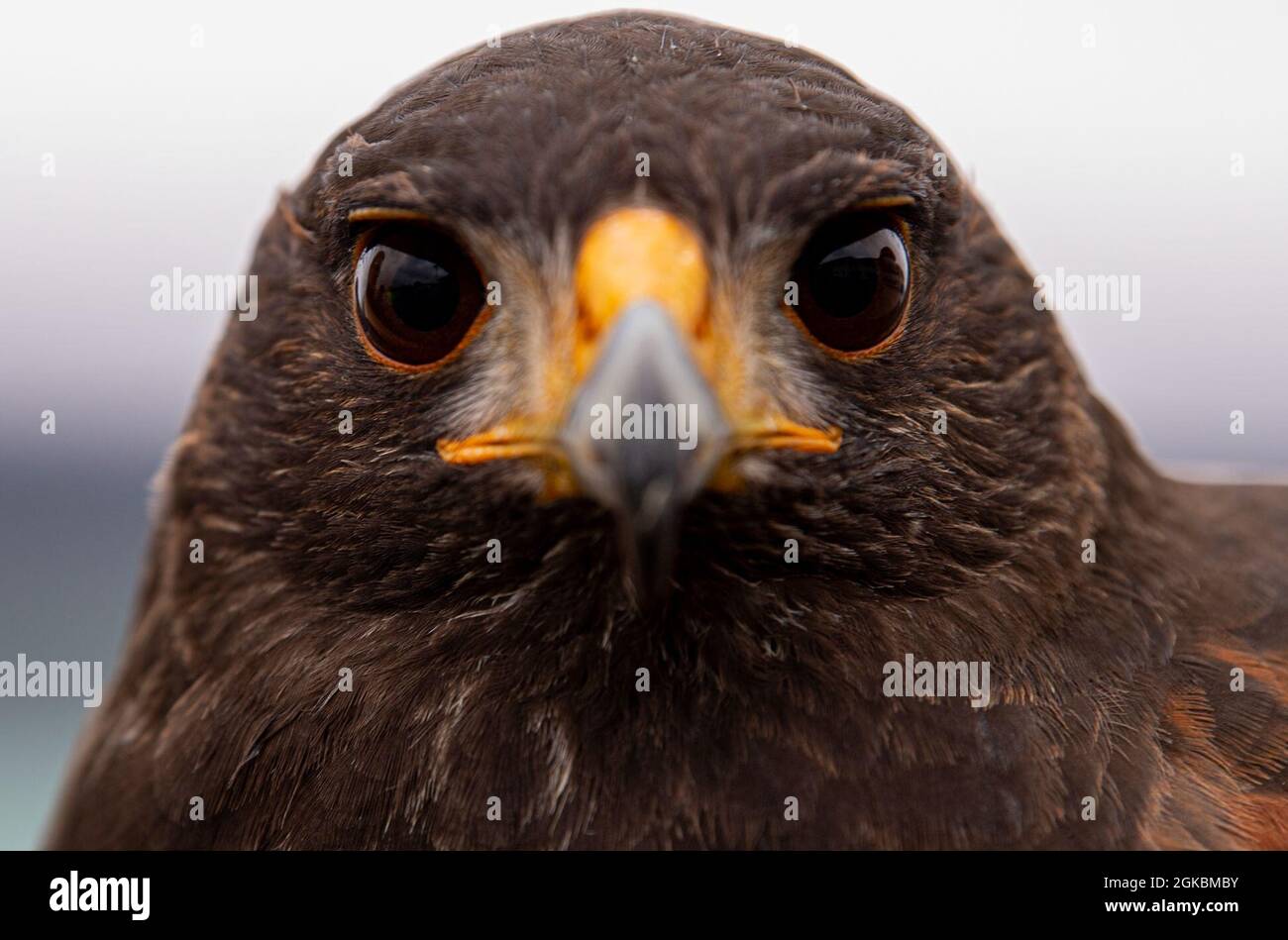 Jack, a male hawk, perches on his trainer's arm at Spangdahlem Air Base ...