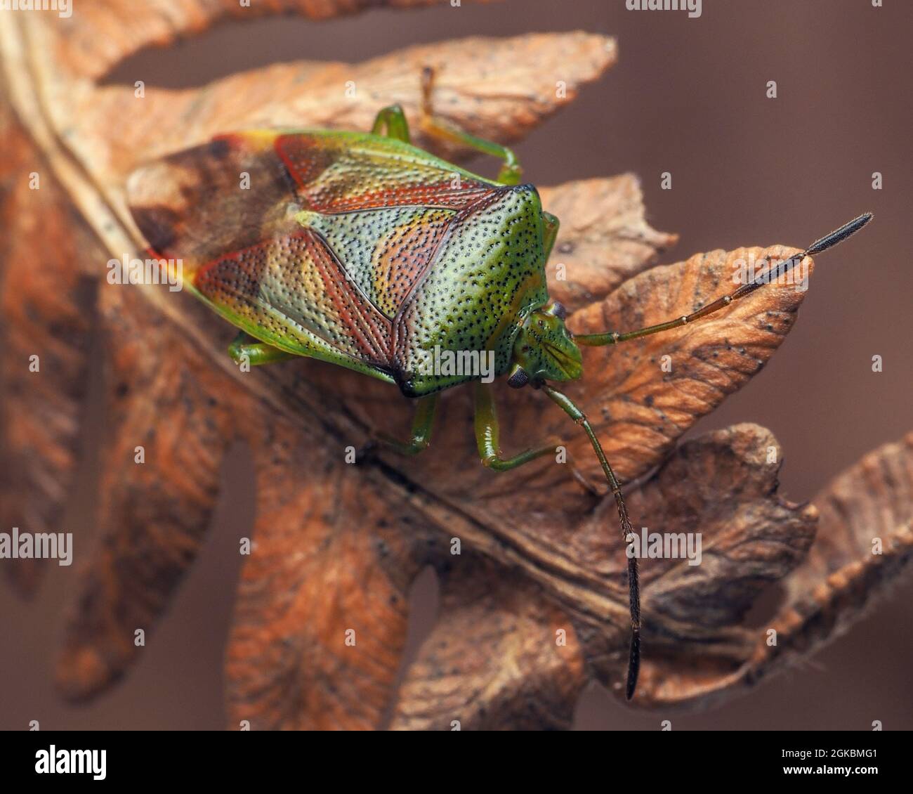 Birch Shieldbug (Elasmostethus interstinctus) resting on a dead fern in ...