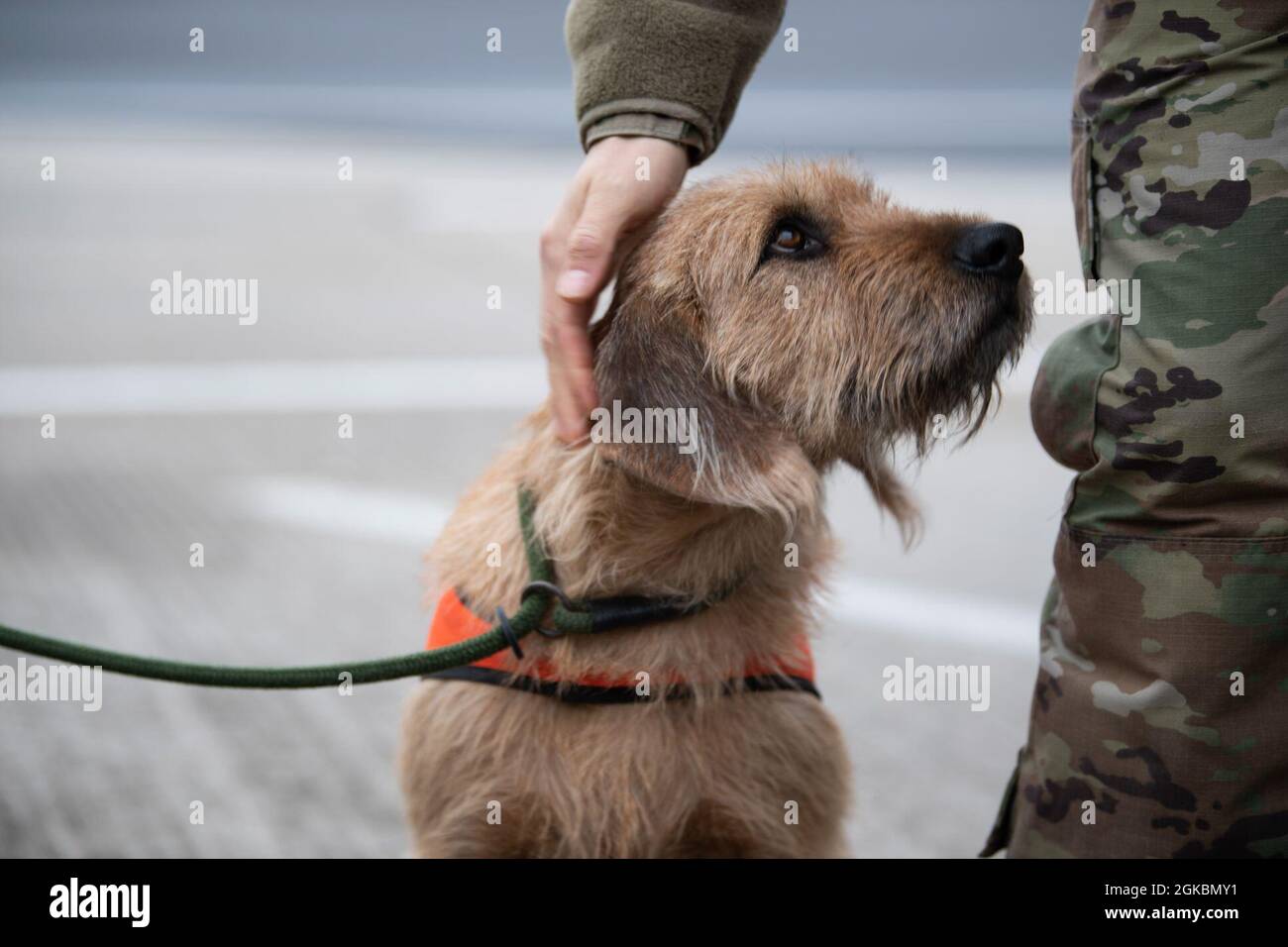A U.S. Air Force Airman from the 726th Air Mobility Squadron pets Baloo ...