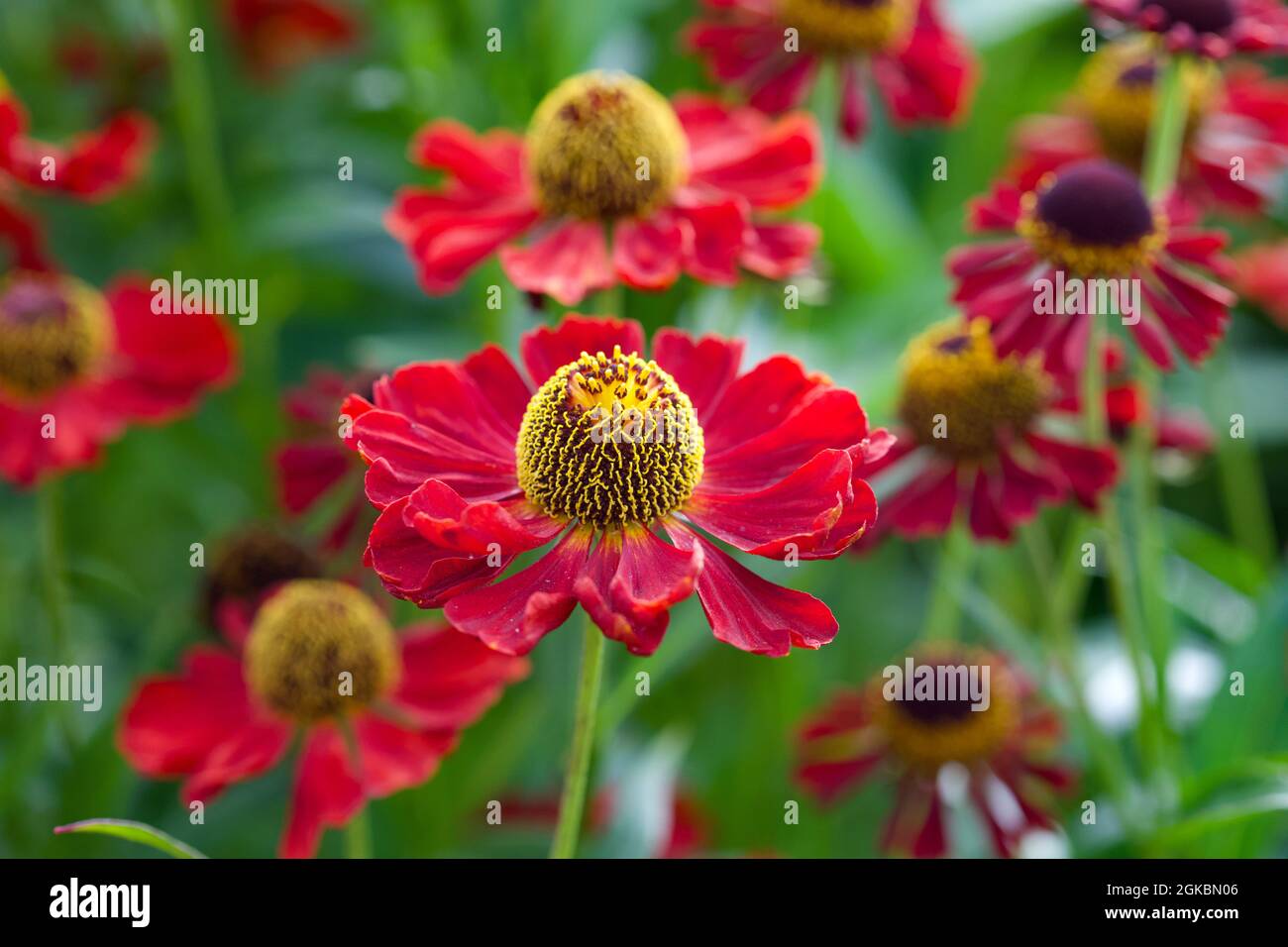 Helenium plants hi-res stock photography and images - Alamy