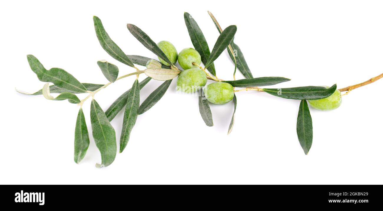 Olive branch isolated on white background. Green olives with leaves ...