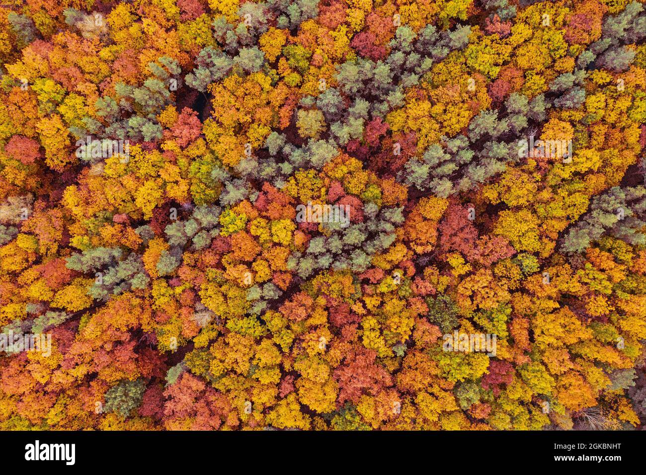 Mixed forest with yellow leaves in autumn from above hi-res stock ...