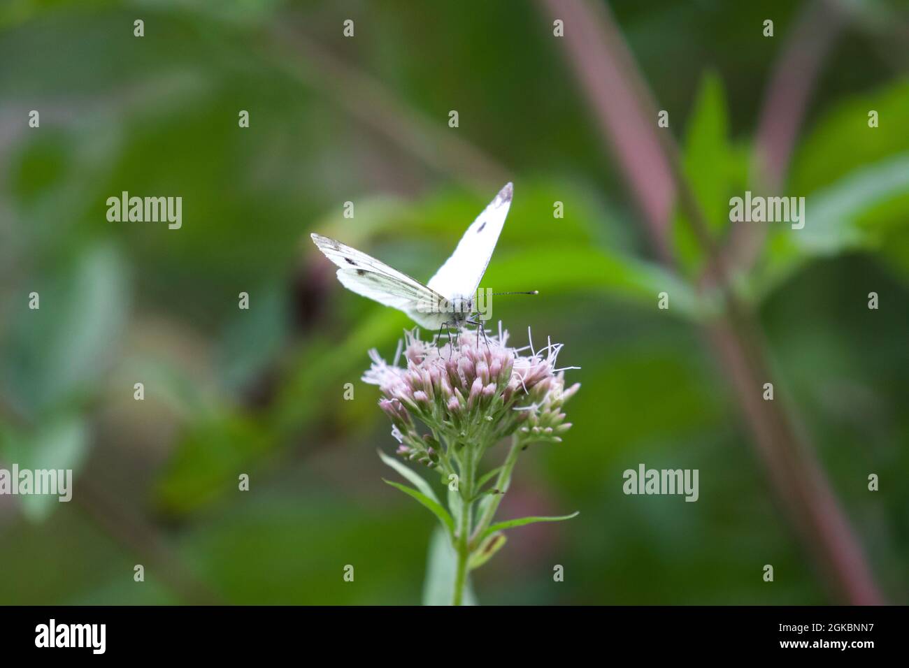 Easy to identify butterflies hi-res stock photography and images - Alamy