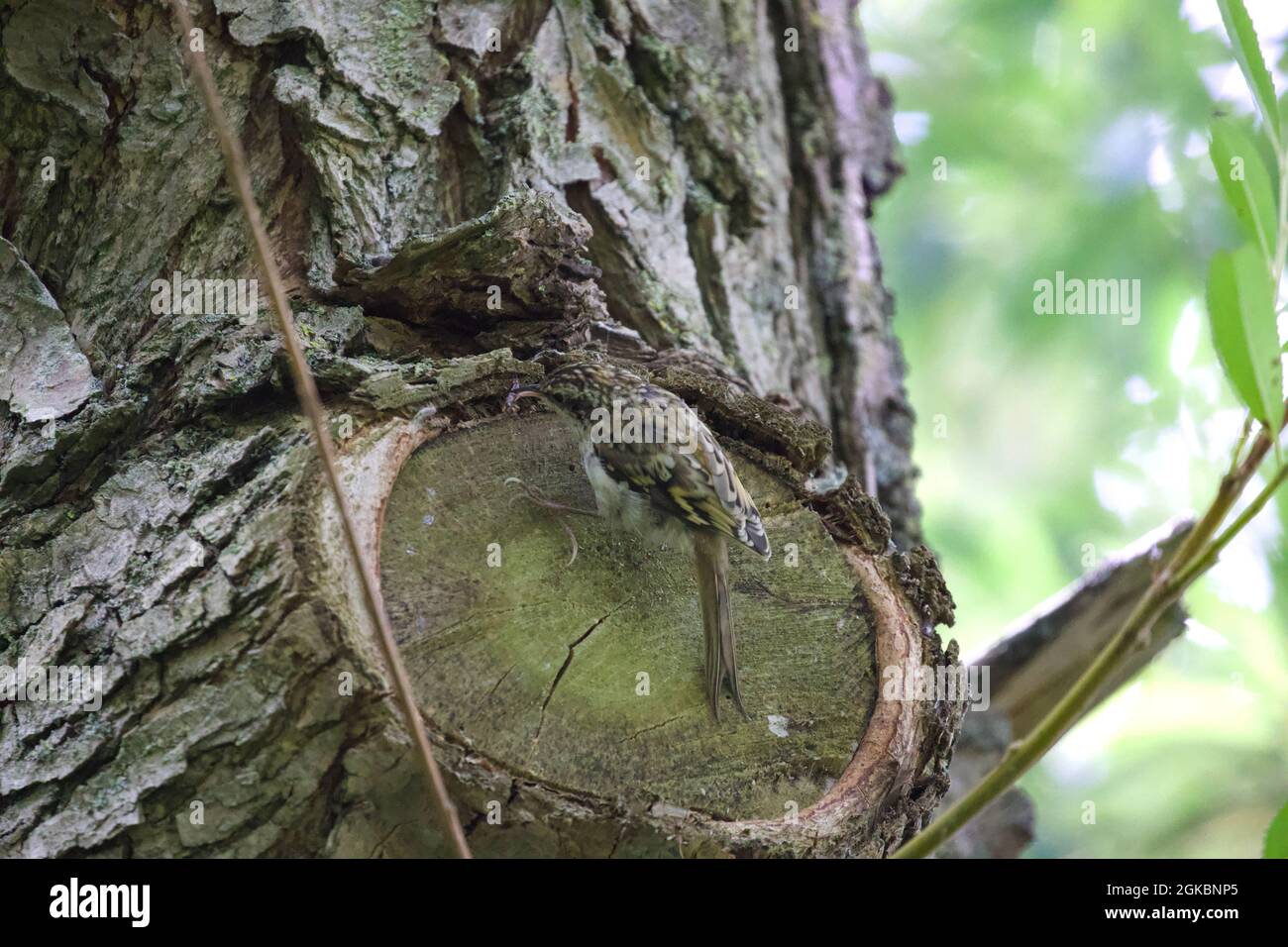 Treecreeper - Certhia familiaris - Eurasian Treecreeper Stock Photo - Alamy