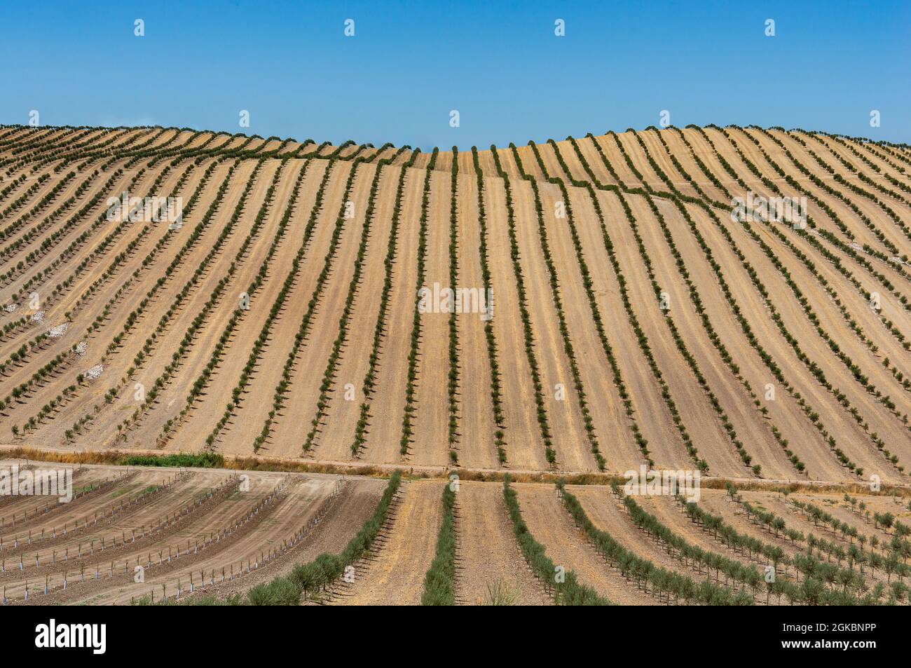 Olive Tree Fields in Spain Stock Photo - Alamy