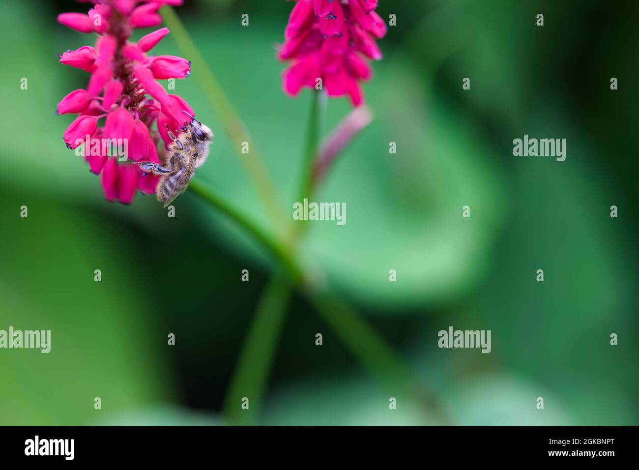 What does a honey bee look like hi-res stock photography and images - Alamy