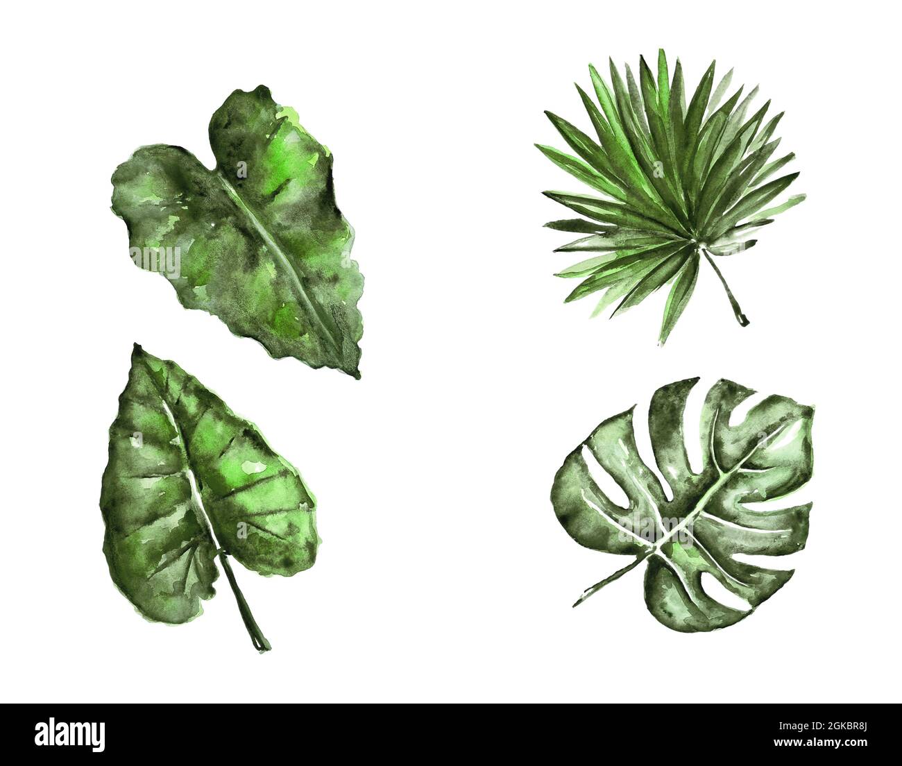 Different watercolor tropical leaves isolated on white Stock Photo - Alamy