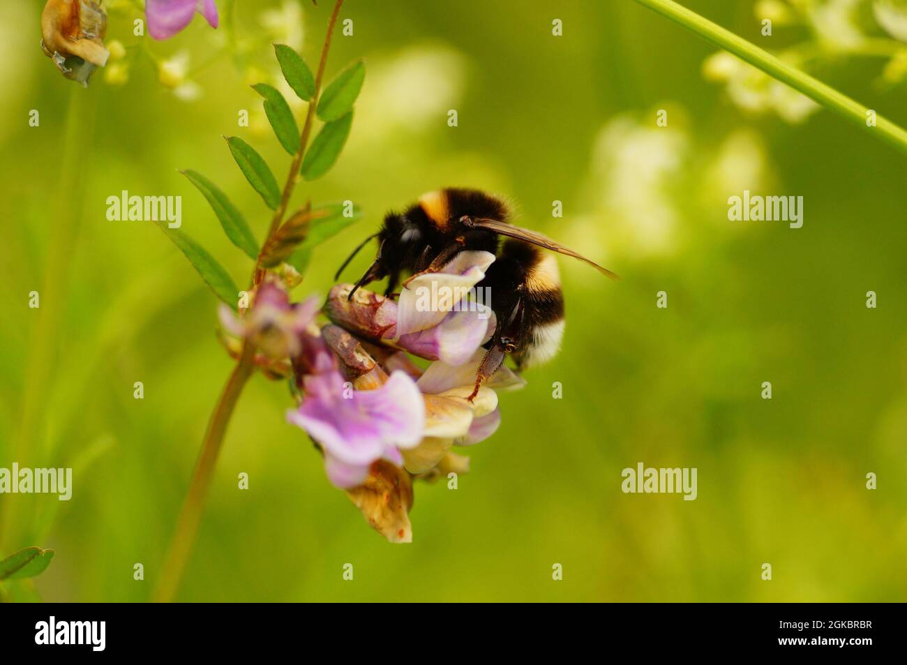 Large earth bumblebee on a vetch Stock Photo - Alamy
