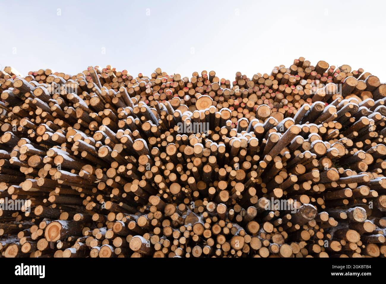 Pile of logged tree trunks. Sawn trees from the forest. Logging timber ...