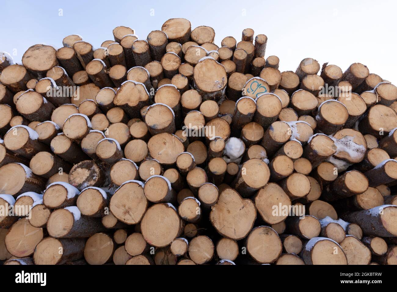 Pile of logged tree trunks. Sawn trees from the forest. Logging timber ...