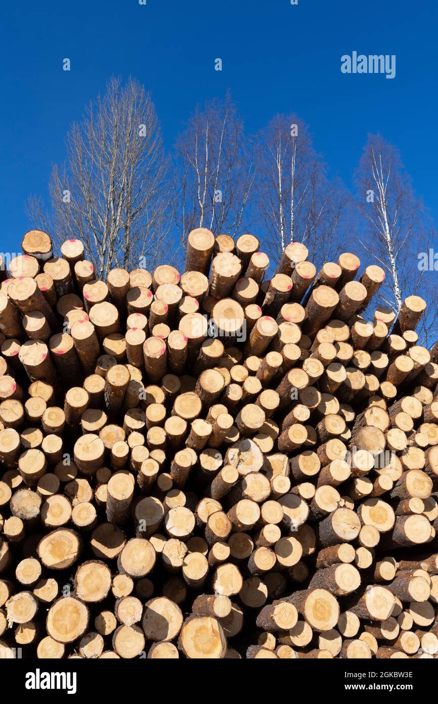 Pile of harvested wooden logs in forest, trees with blue sky above ...