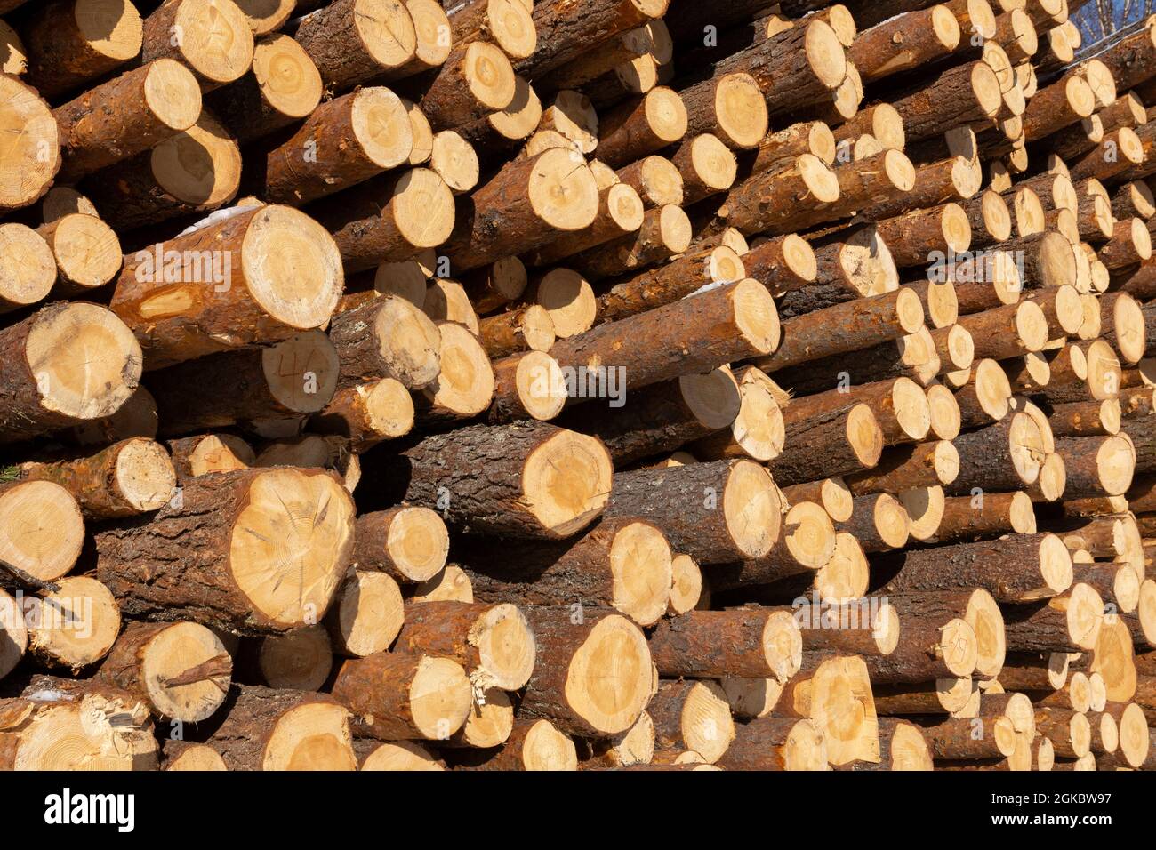 Pile of logged tree trunks. Sawn trees from the forest. Logging timber ...