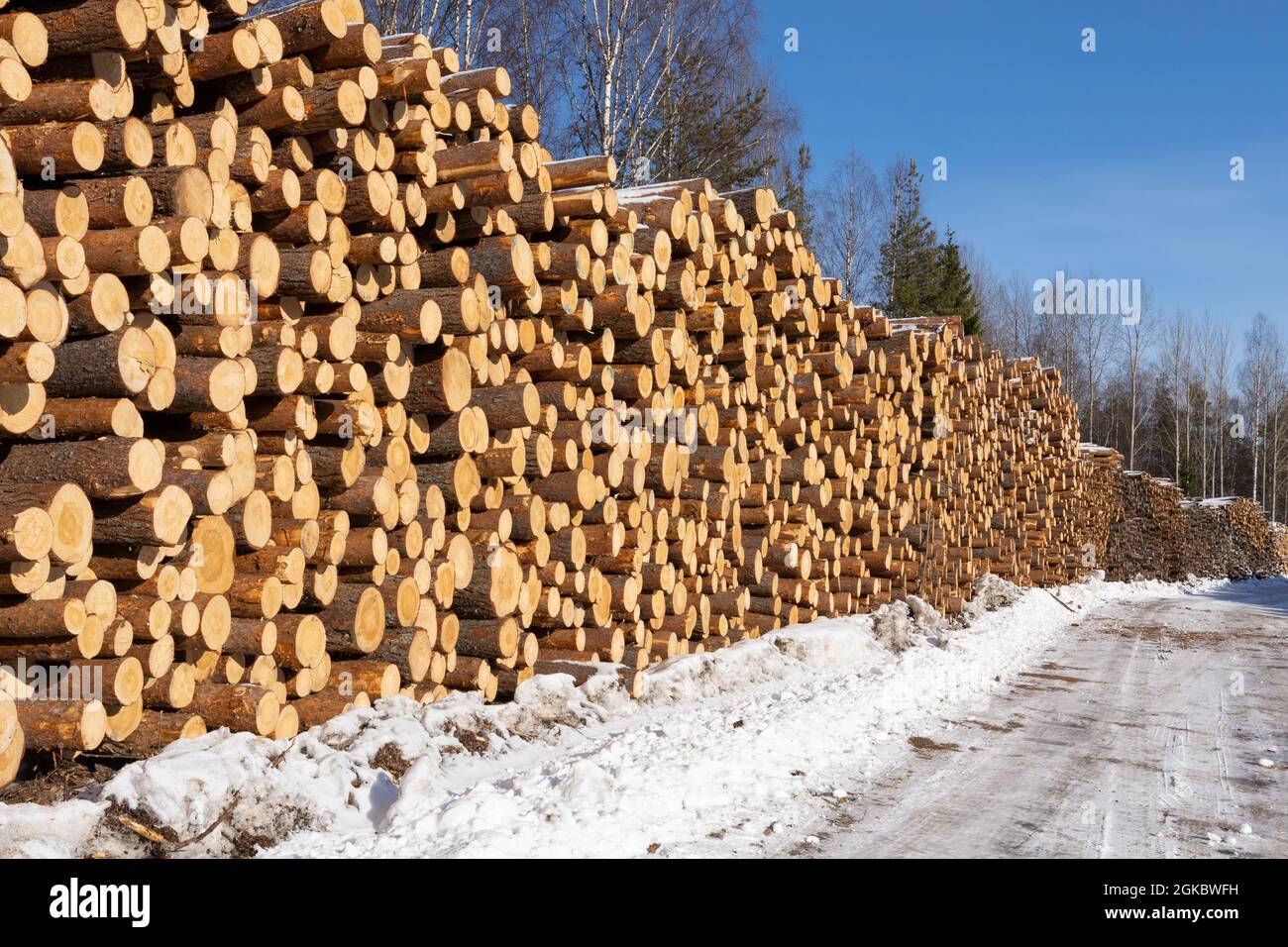 Pile of logged tree trunks. Sawn trees from the forest. Logging timber ...