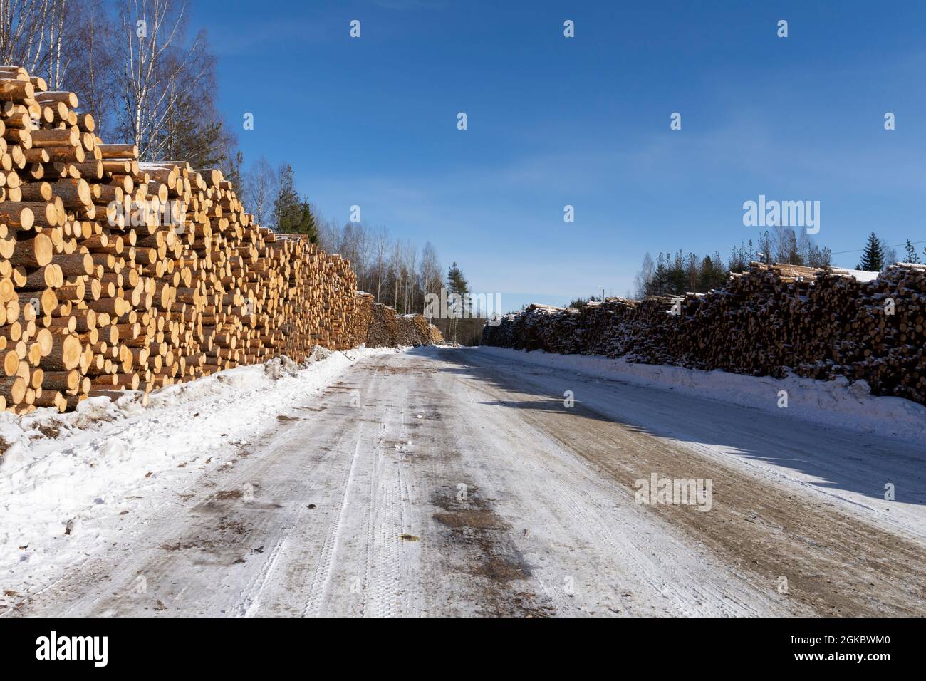 Pile of logged tree trunks. Sawn trees from the forest. Logging timber ...