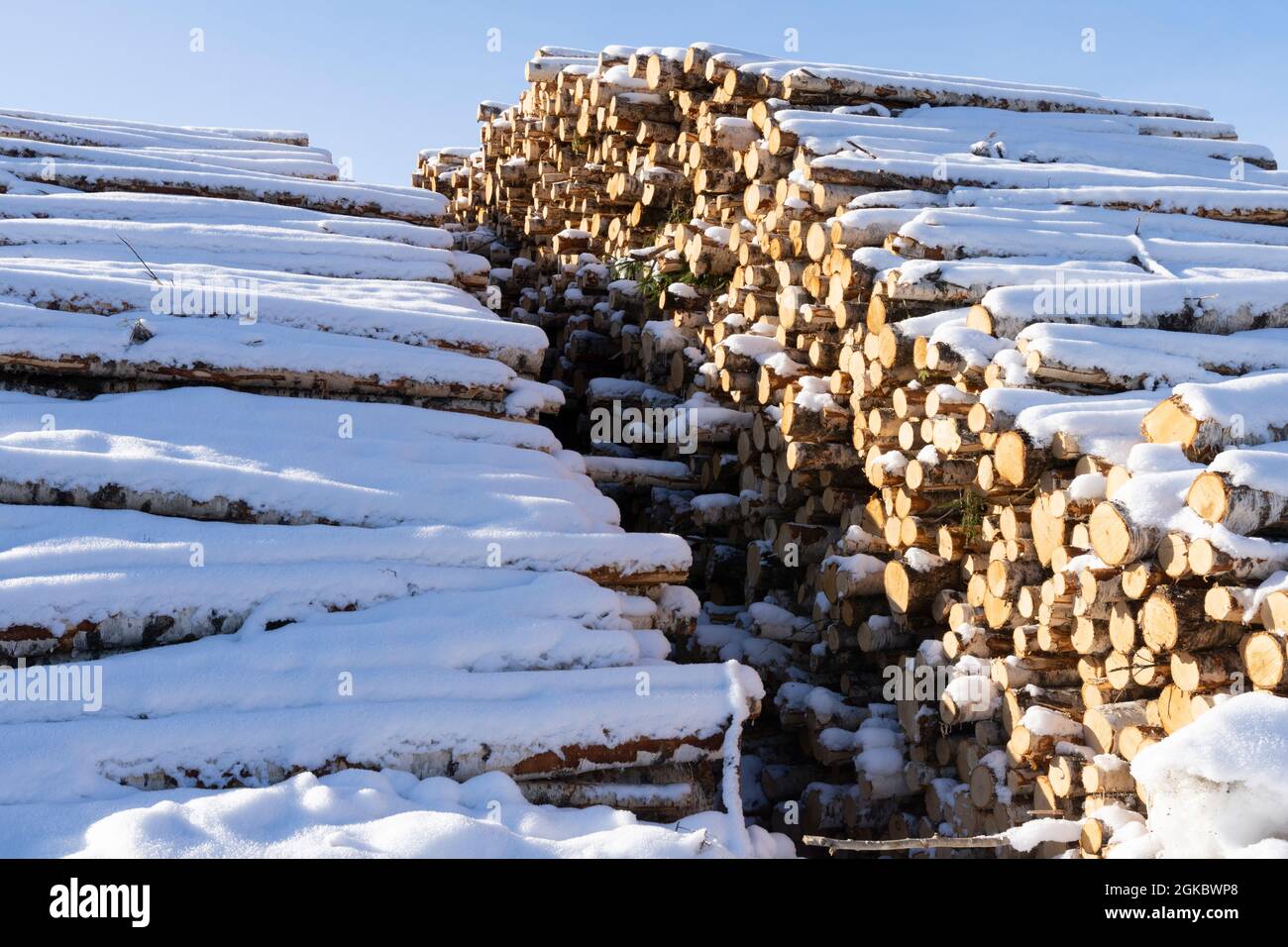 Pile of logged tree trunks. Sawn trees from the forest. Logging timber ...