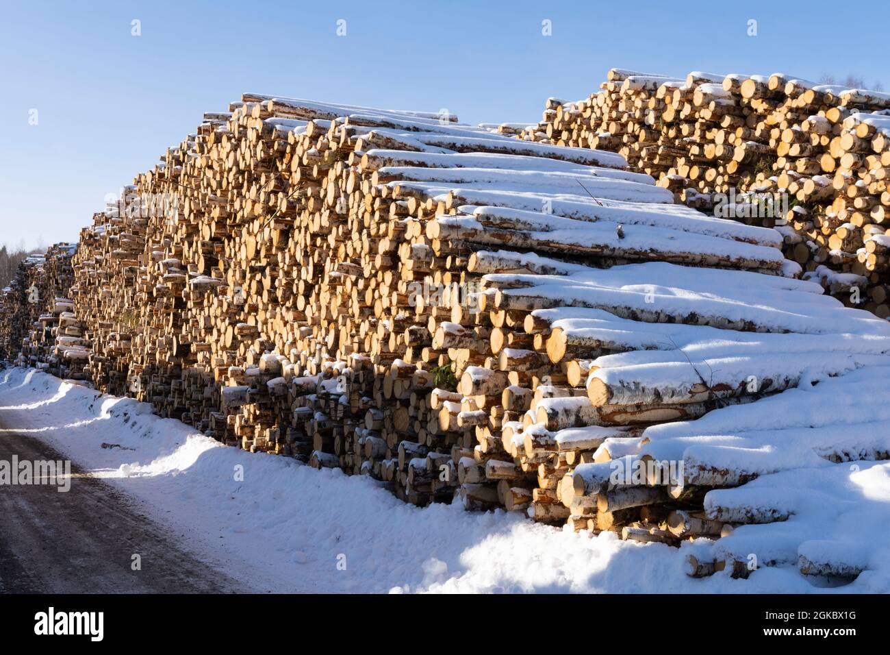 Pile of logged tree trunks. Sawn trees from the forest. Logging timber ...