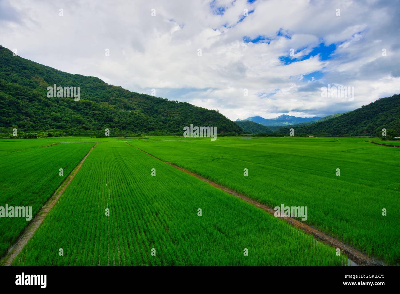 Green rice fields. Blue sky, white clouds, mountains are like idyllic ...