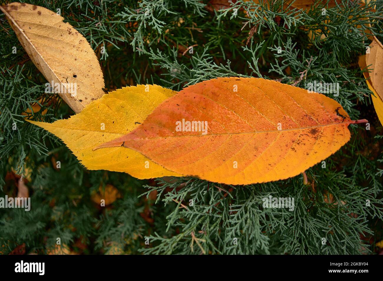 Golden beautiful leaves on a tree branch Stock Photo - Alamy