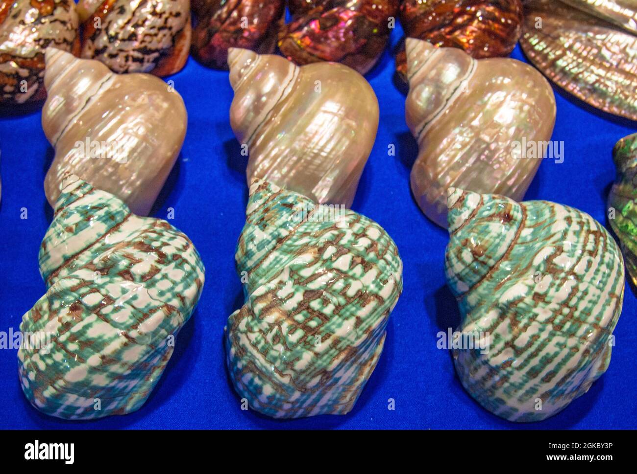 collection of tropical shells in exotic colors Stock Photo - Alamy