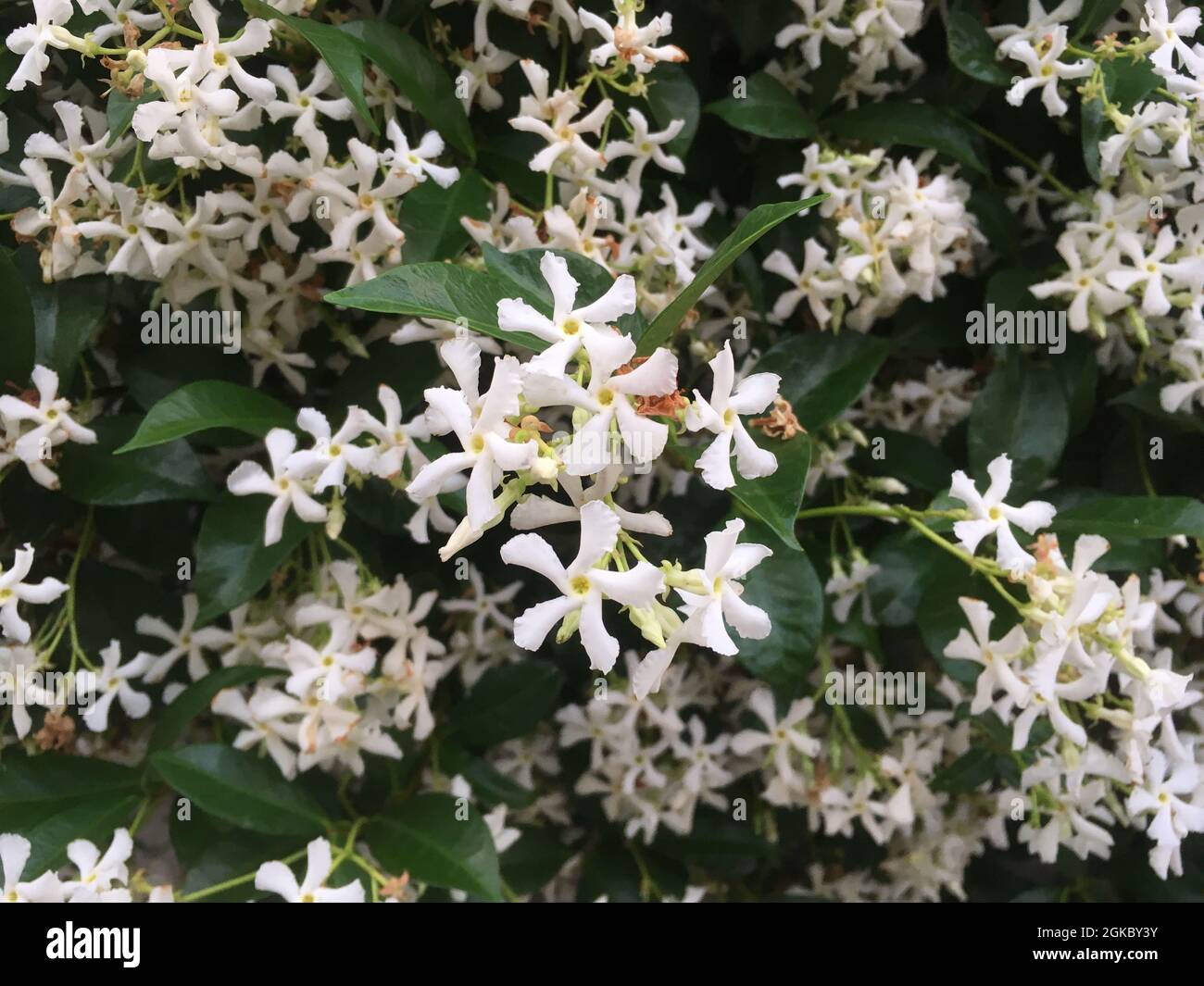 Jasminum officinale (Common Jasmine Stock Photo - Alamy
