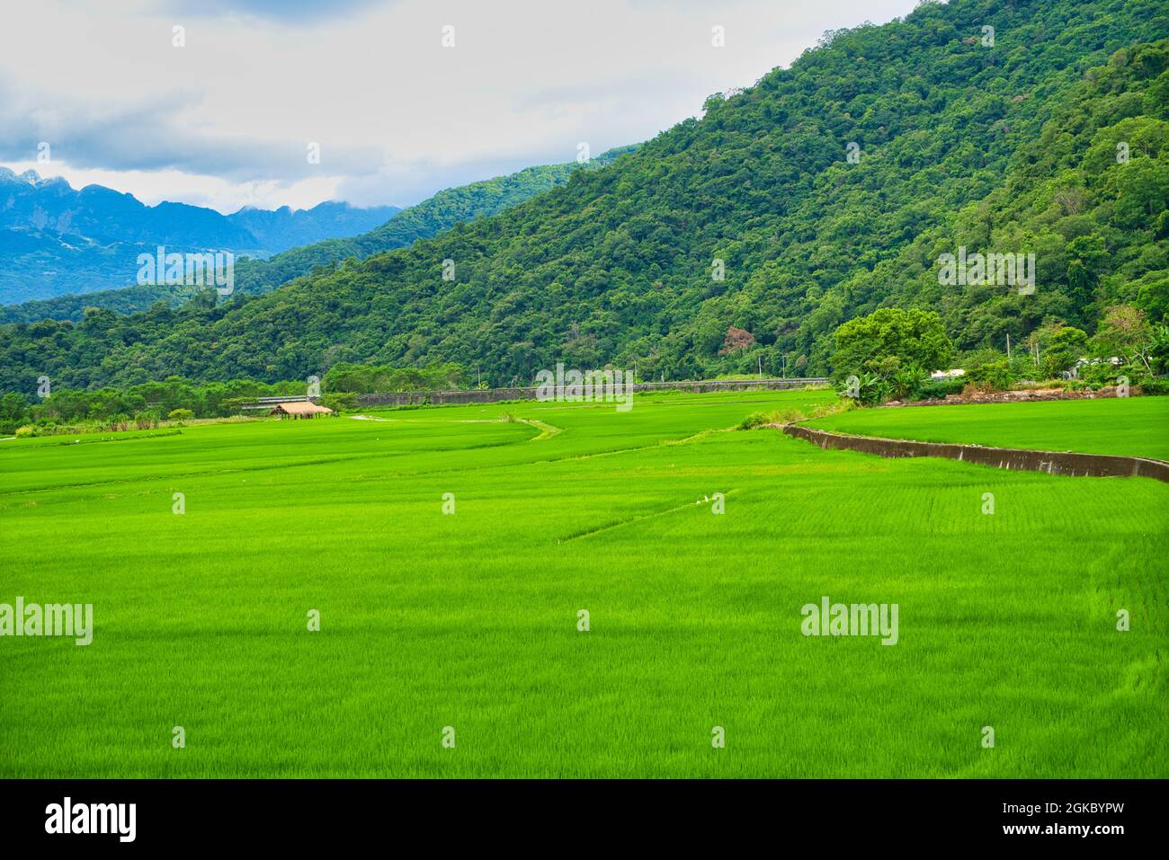 Green rice fields. Blue sky, white clouds, mountains are like idyllic ...