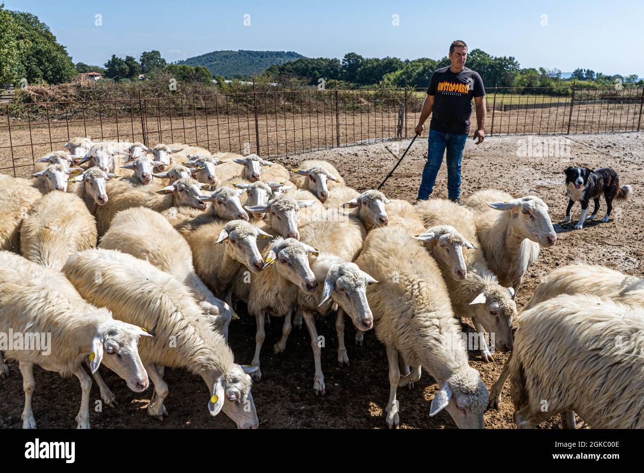 TREVIGNANO ROMANO ITALY, UK. 14 September, 2021. A farmer herding his ...