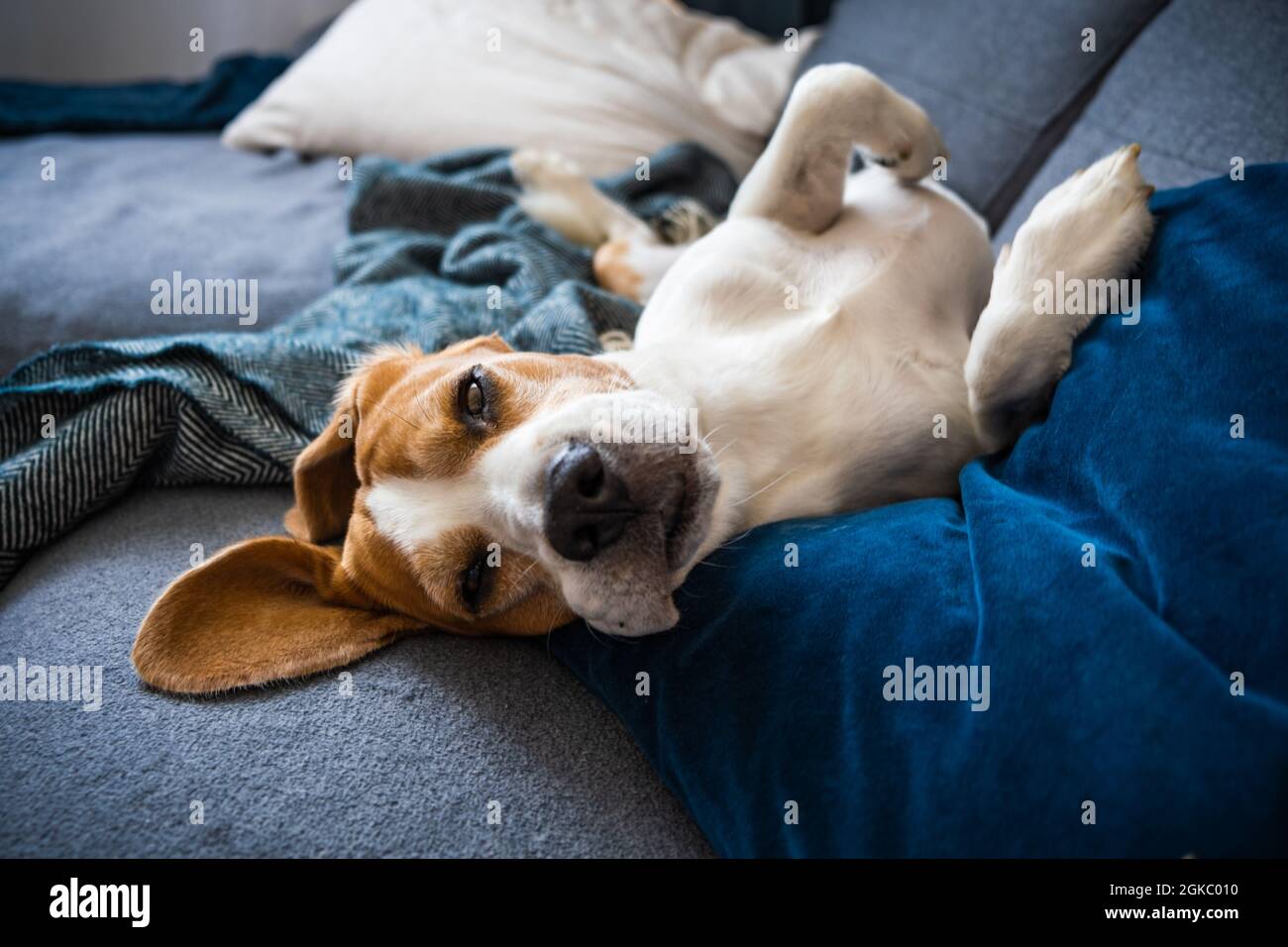 Beagle dog tired sleeps on a couch Stock Photo - Alamy