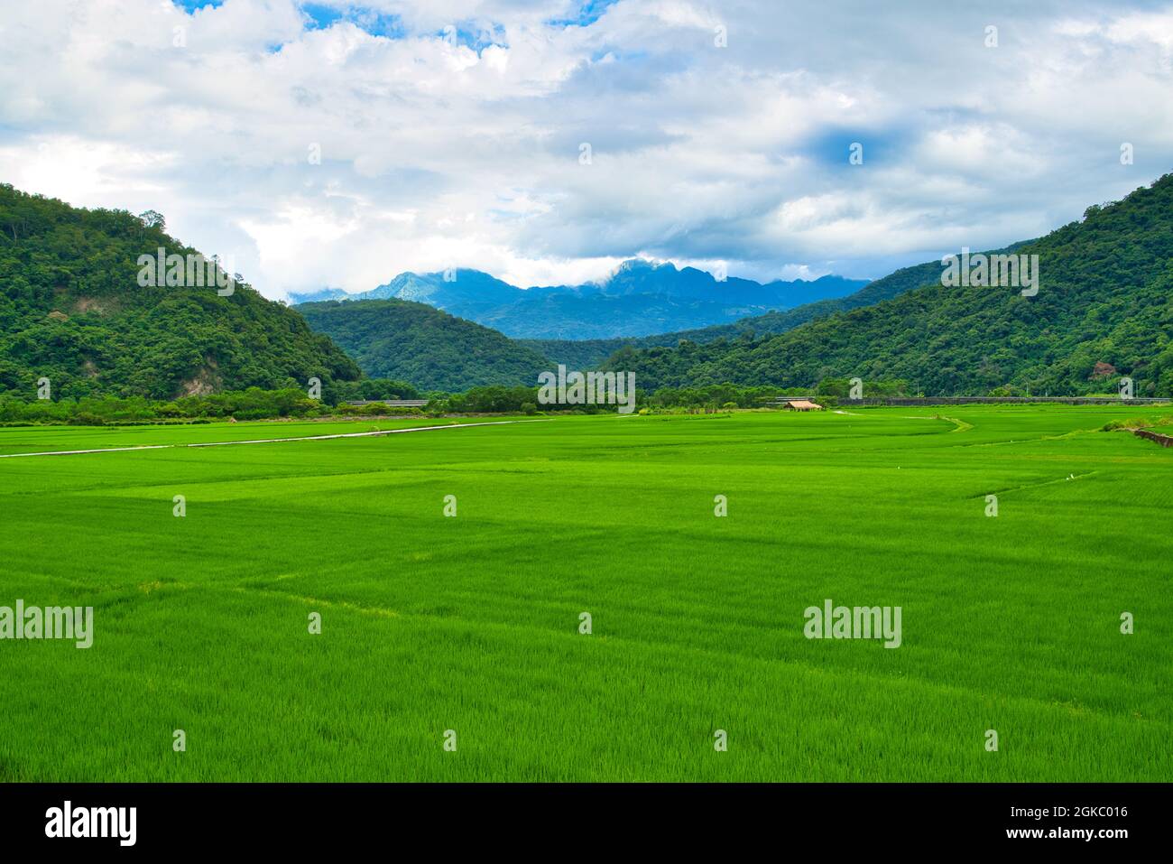 Green rice fields. Blue sky, white clouds, mountains are like idyllic ...