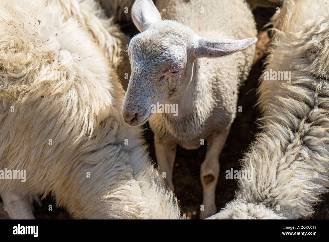 TREVIGNANO ROMANO ITALY, UK. 14 September, 2021. A farmer herding his ...