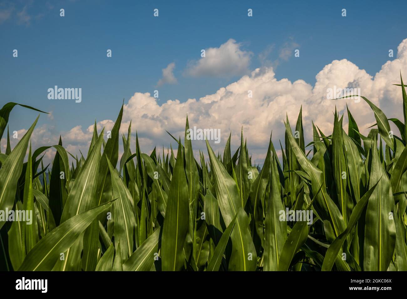 Young maize plants in sunset light. Corn field background Stock Photo ...
