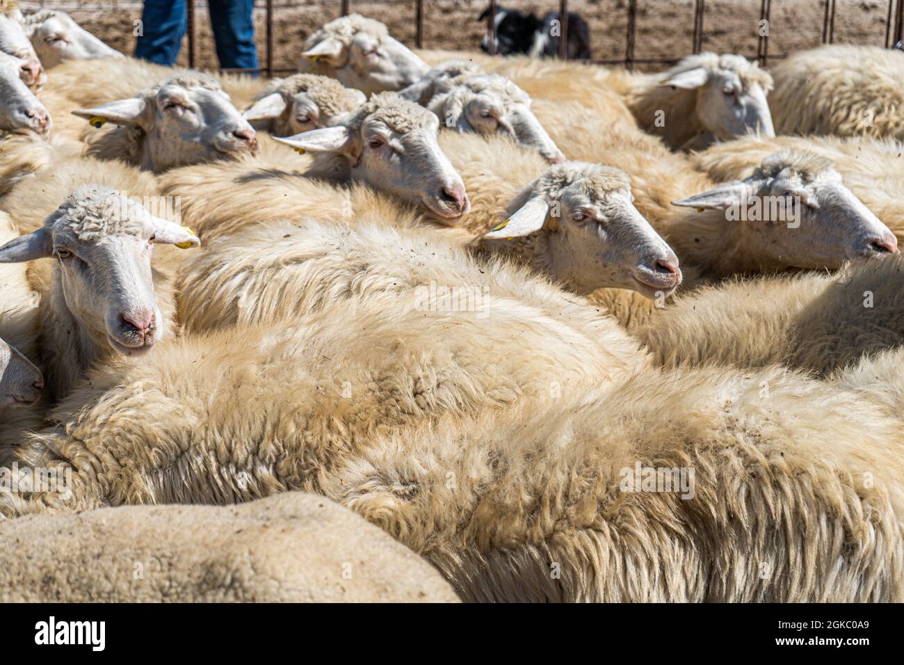 TREVIGNANO ROMANO ITALY, UK. 14 September, 2021. A farmer herding his ...