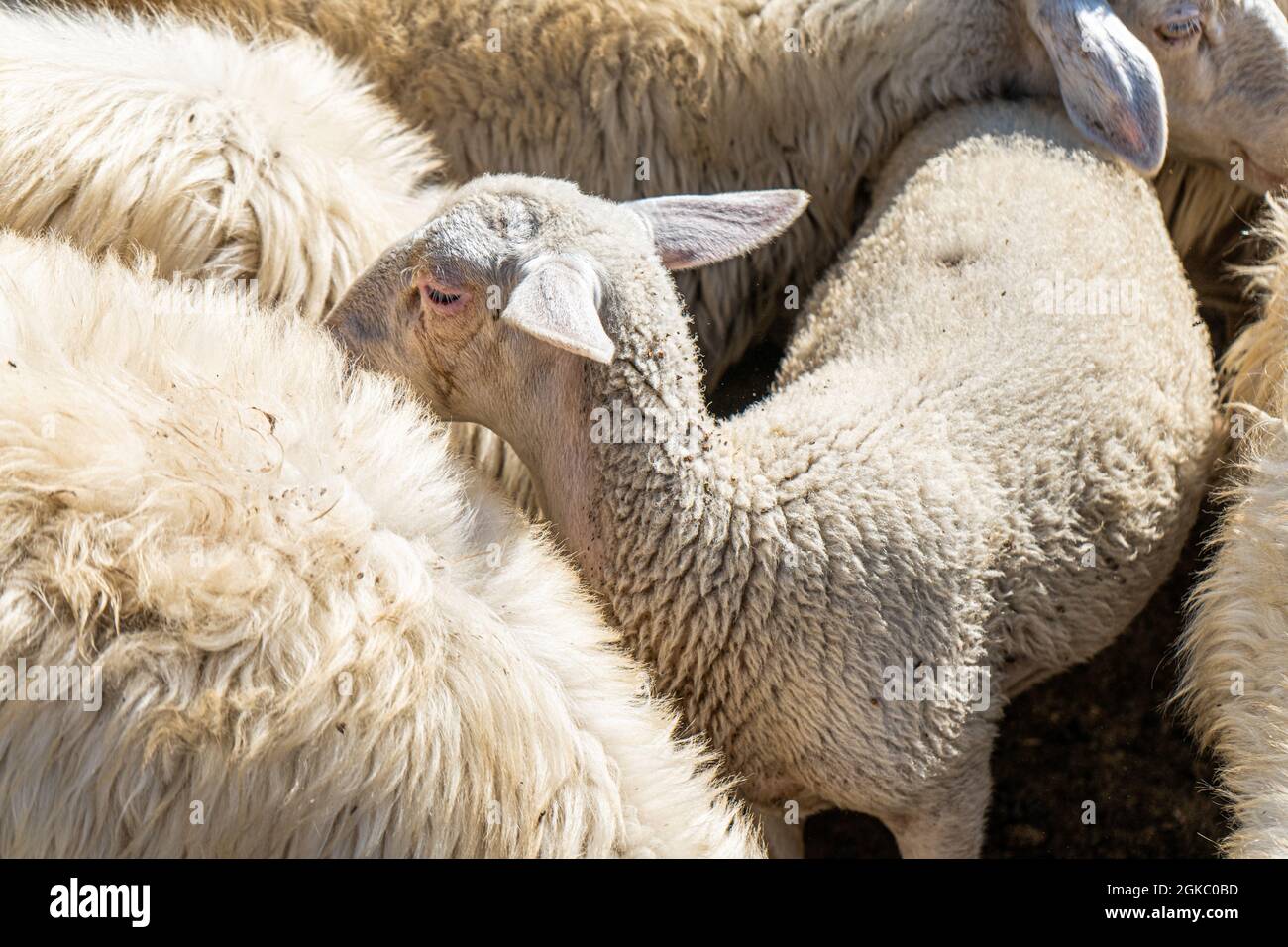 Production food italy 2021 hi-res stock photography and images - Alamy